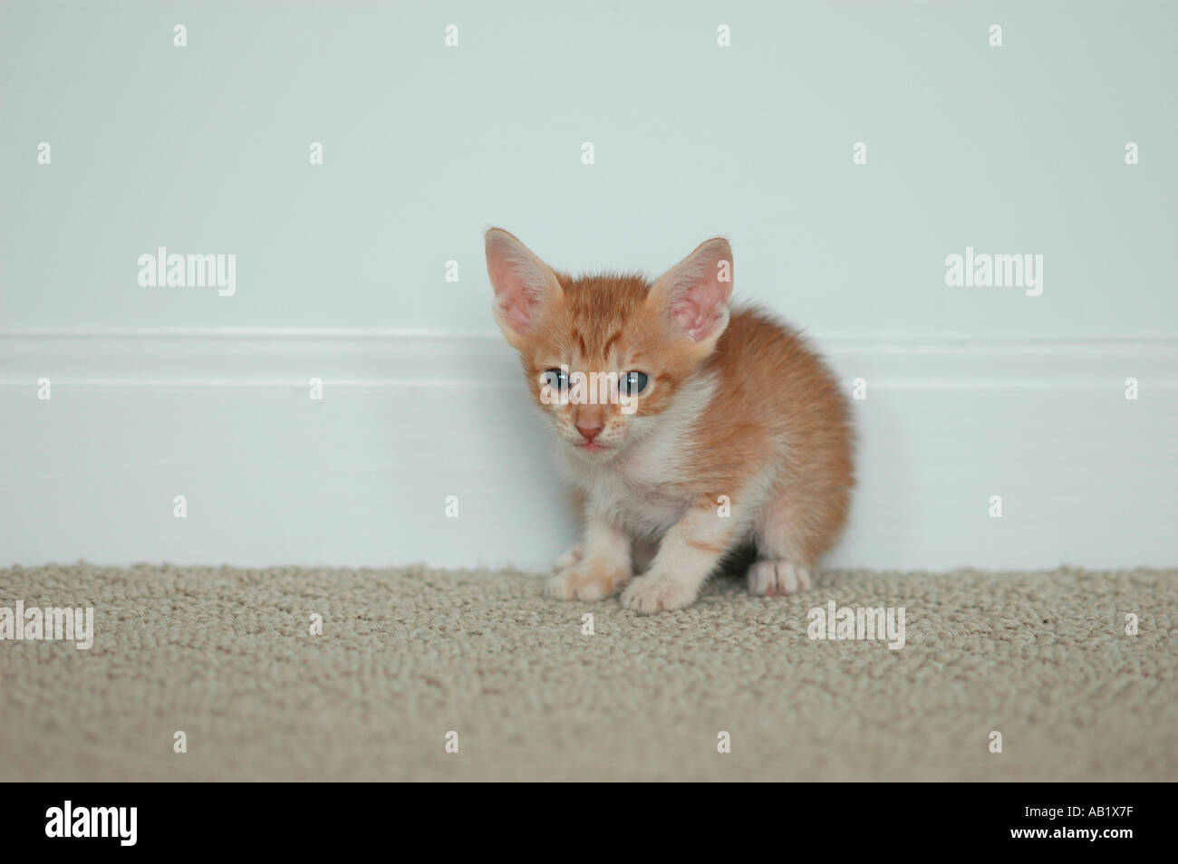 Cornish Rex Breed of 6 week old yellow kitten Stock Photo - Alamy