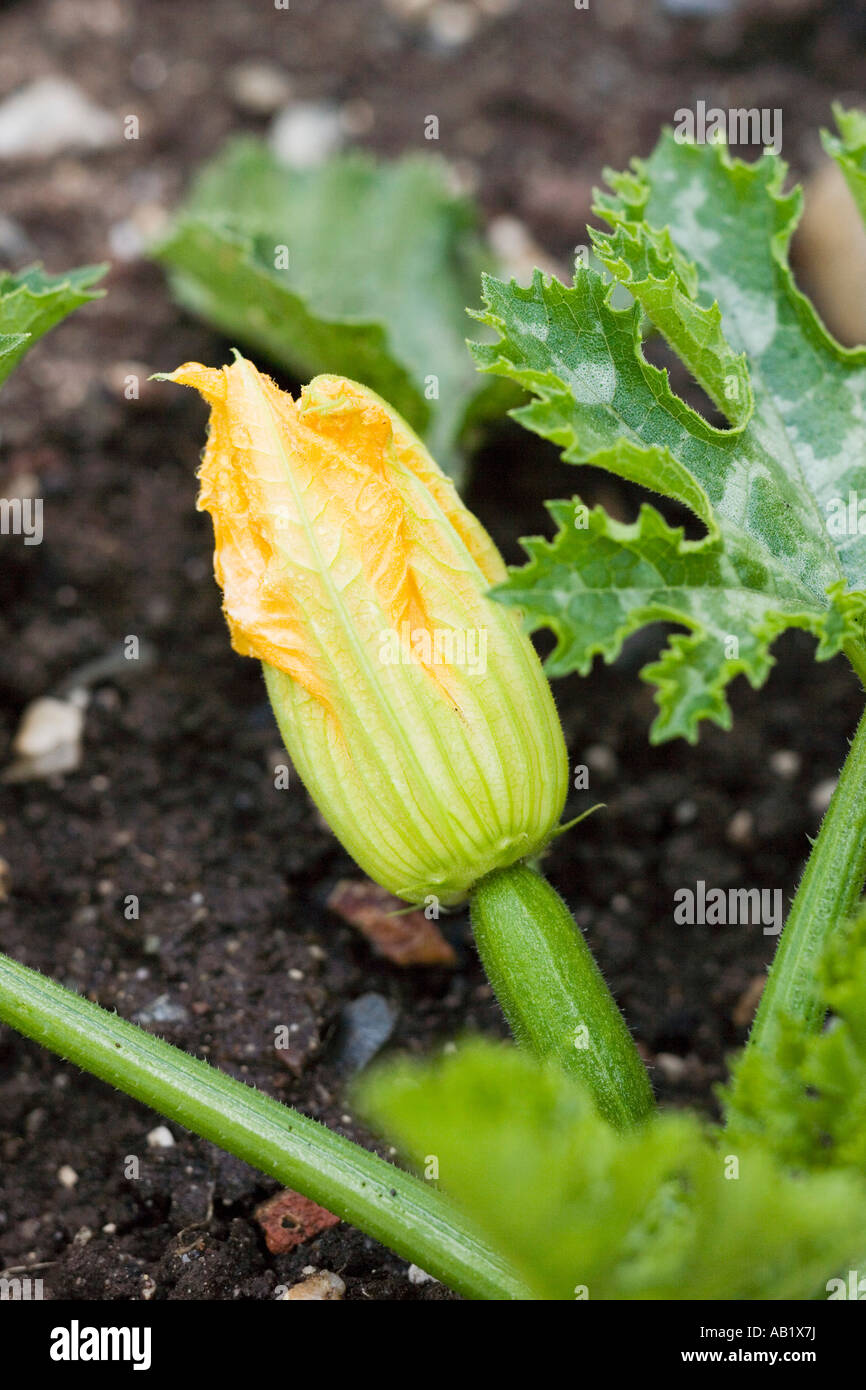 Courgette with flower on the plant FoodCollection Stock Photo - Alamy