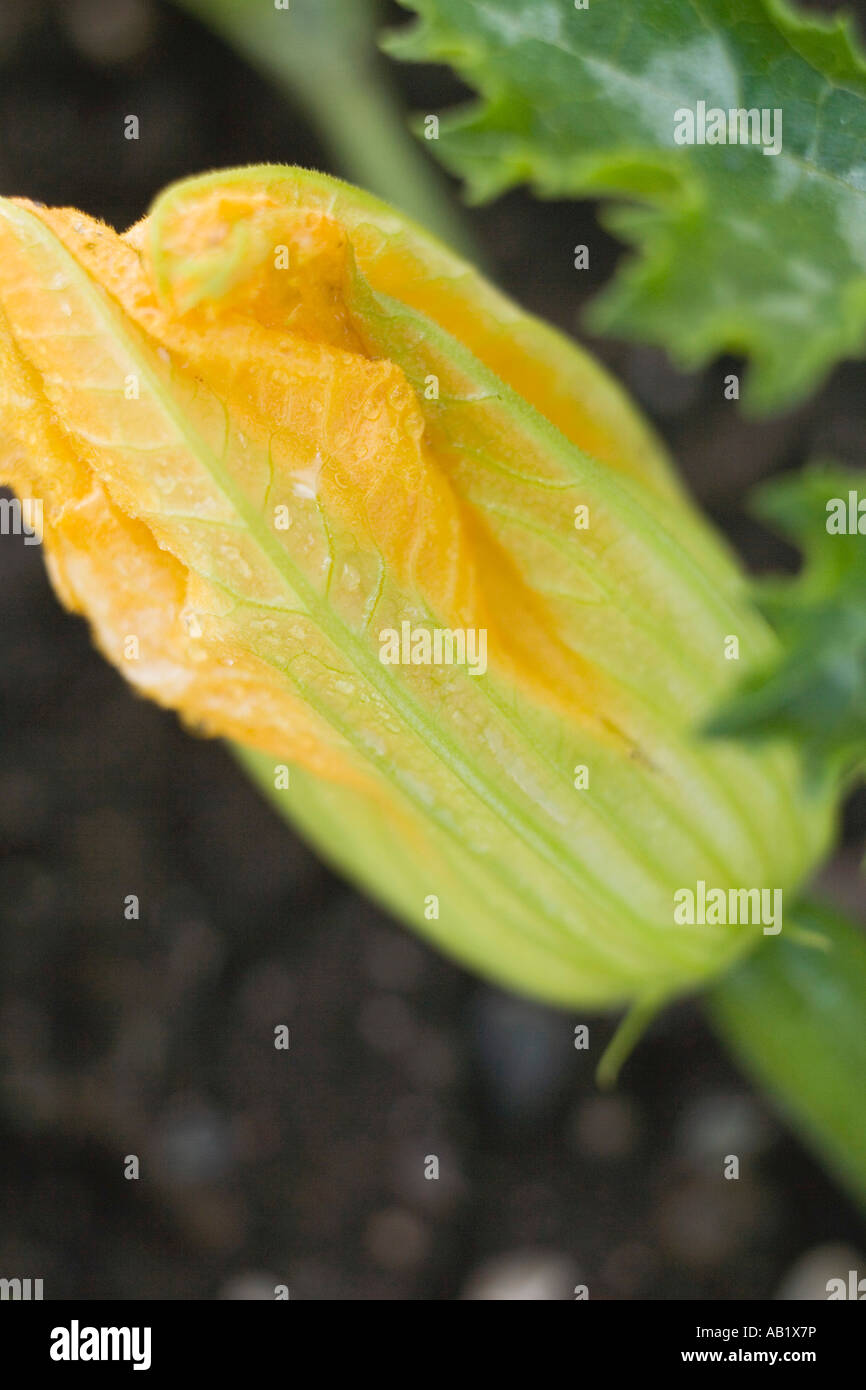 Courgette flower on the plant close up FoodCollection Stock Photo - Alamy