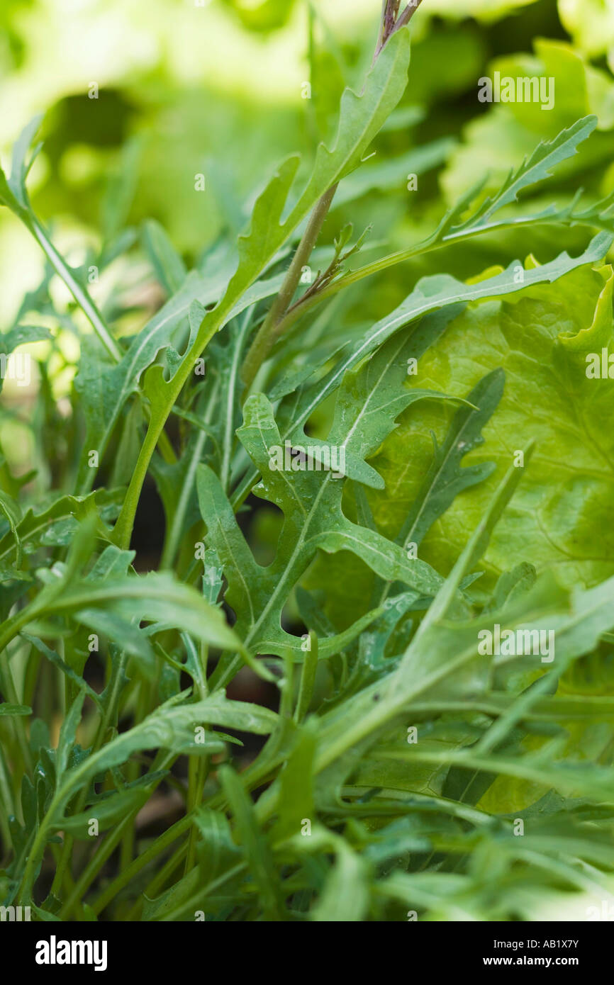 Fresh rocket in vegetable bed FoodCollection Stock Photo - Alamy