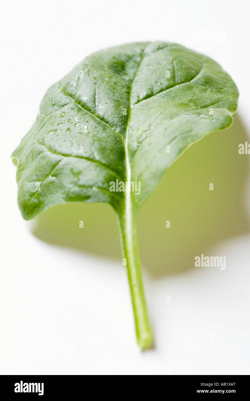 A spinach leaf FoodCollection Stock Photo - Alamy