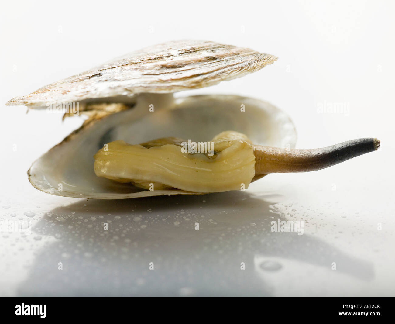 Clam in shell FoodCollection Stock Photo - Alamy