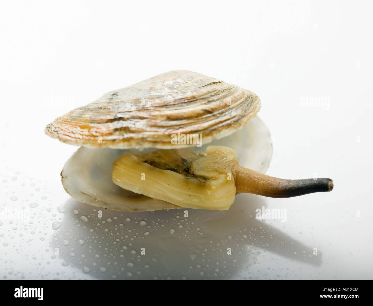 Clam in shell FoodCollection Stock Photo - Alamy