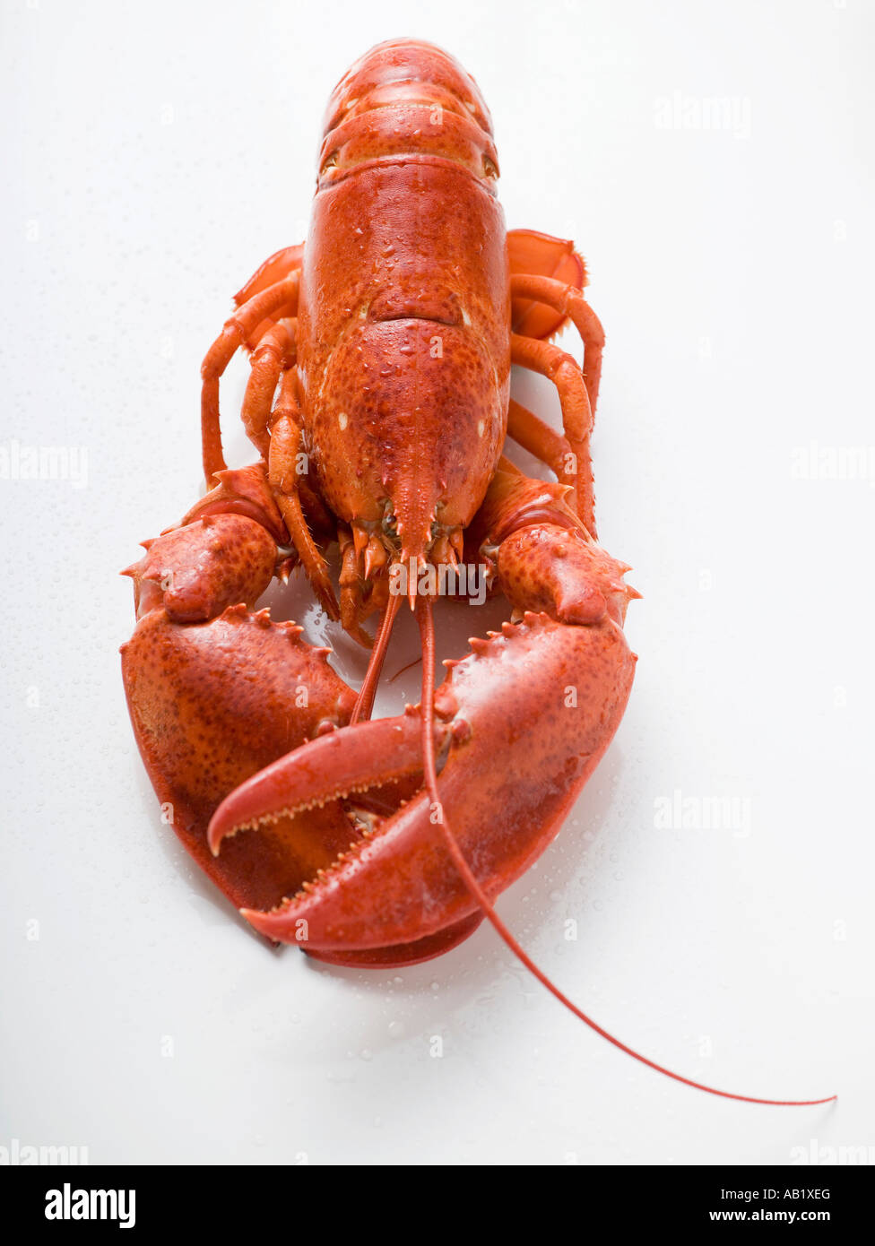 Cooked lobster FoodCollection Stock Photo - Alamy