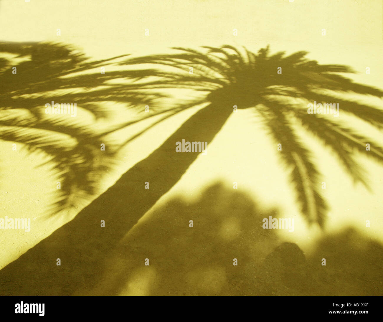 Palm Tree Shadow High Resolution Stock Photography and Images - Alamy
