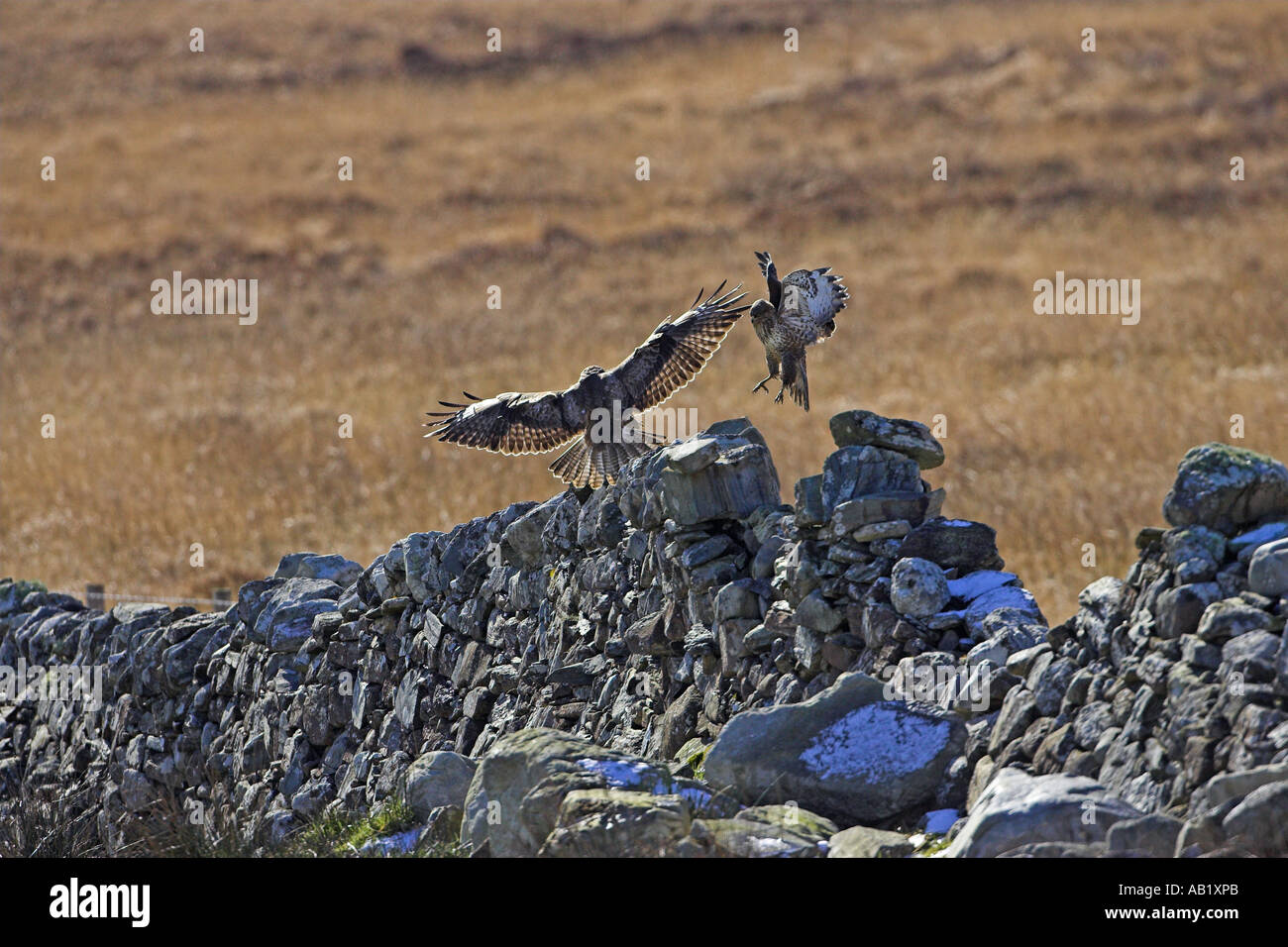 Buzzards Scotland Stock Photos & Buzzards Scotland Stock Images - Alamy