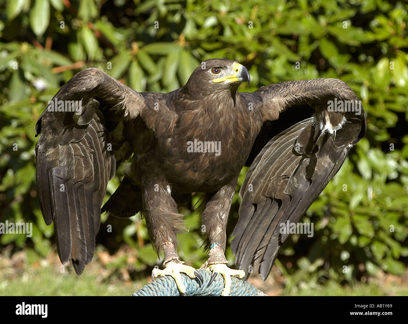 Golden eagle stare hi-res stock photography and images - Alamy