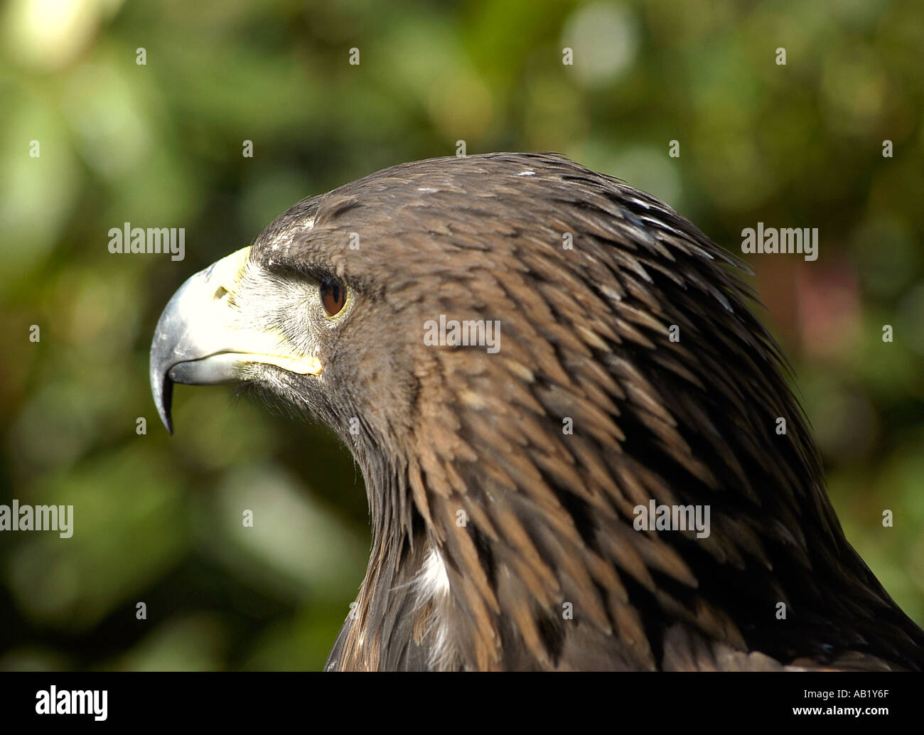 Golden eagle stare hi-res stock photography and images - Alamy