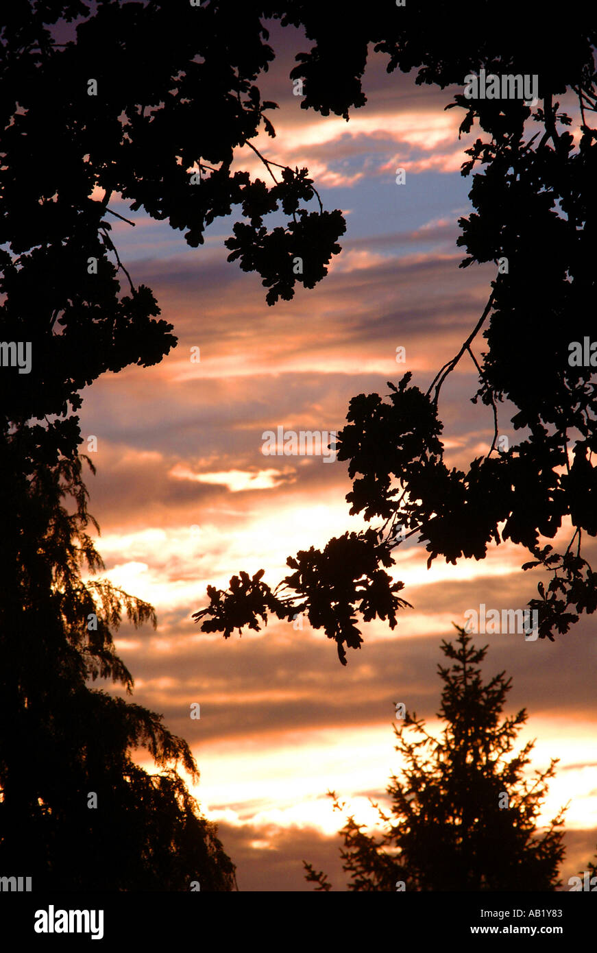 evening sky through trees Stock Photo - Alamy