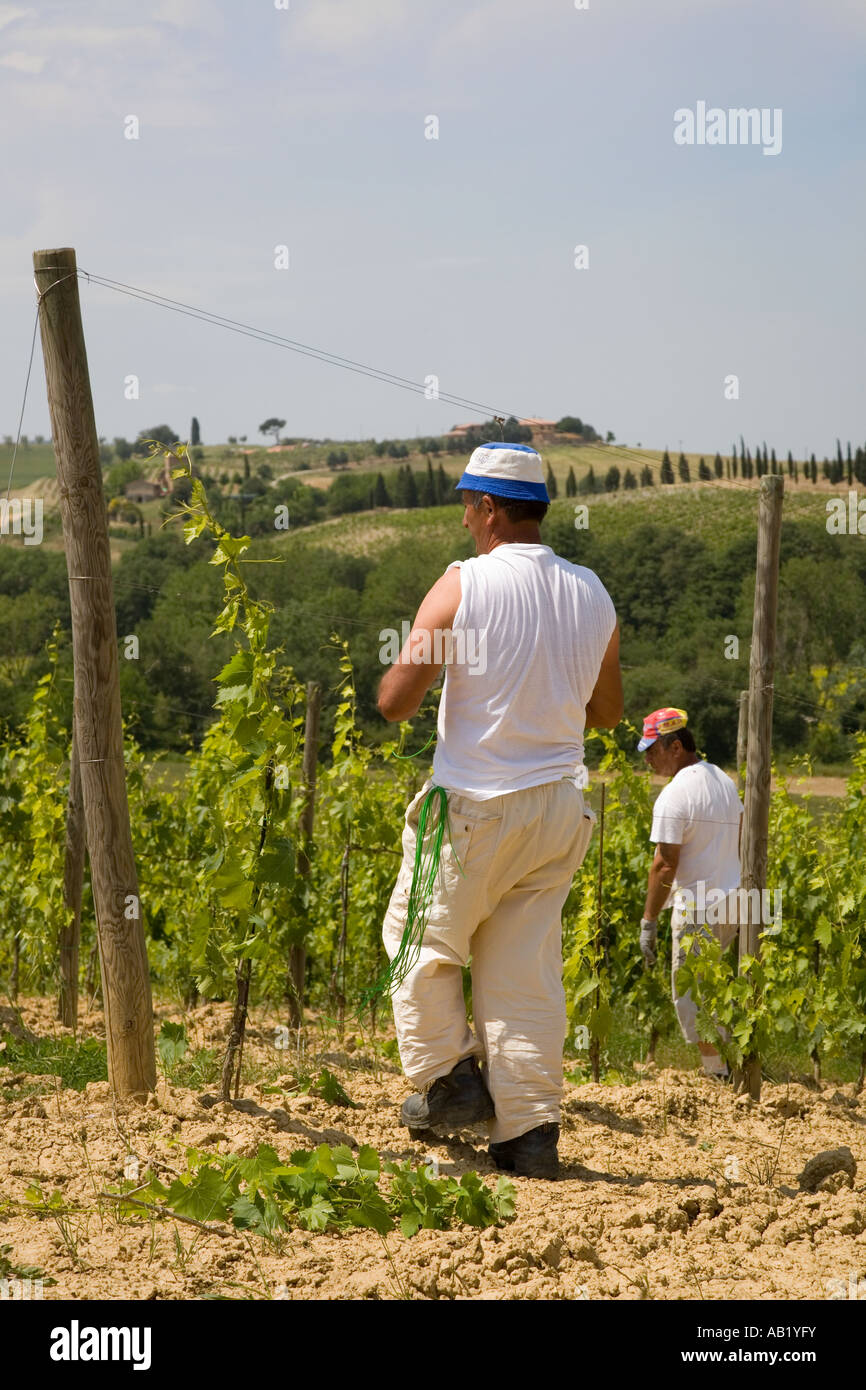 People working in vineyards. Wine growing, Pruning & Tying the Vines ...