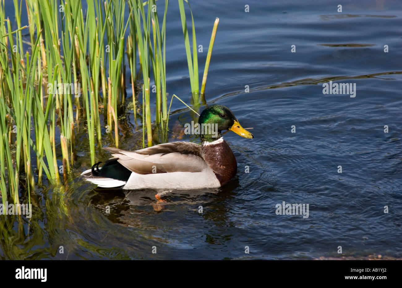 Cattails And Ducks