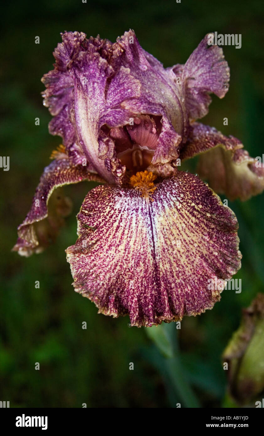 Tall Bearded Iris Stock Photo - Alamy