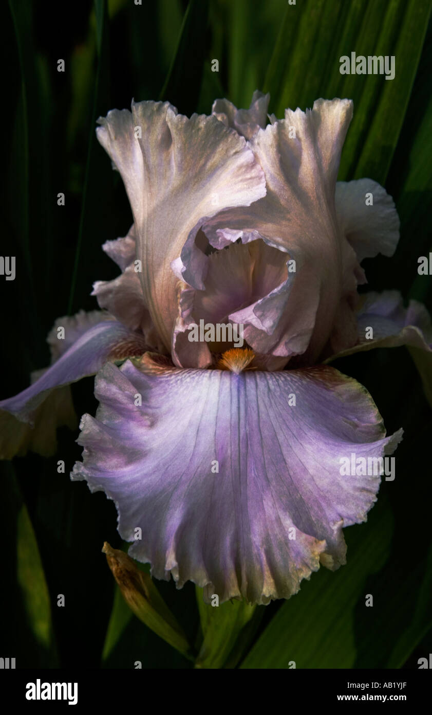 Setting Sun on a Tall Bearded Iris Stock Photo - Alamy