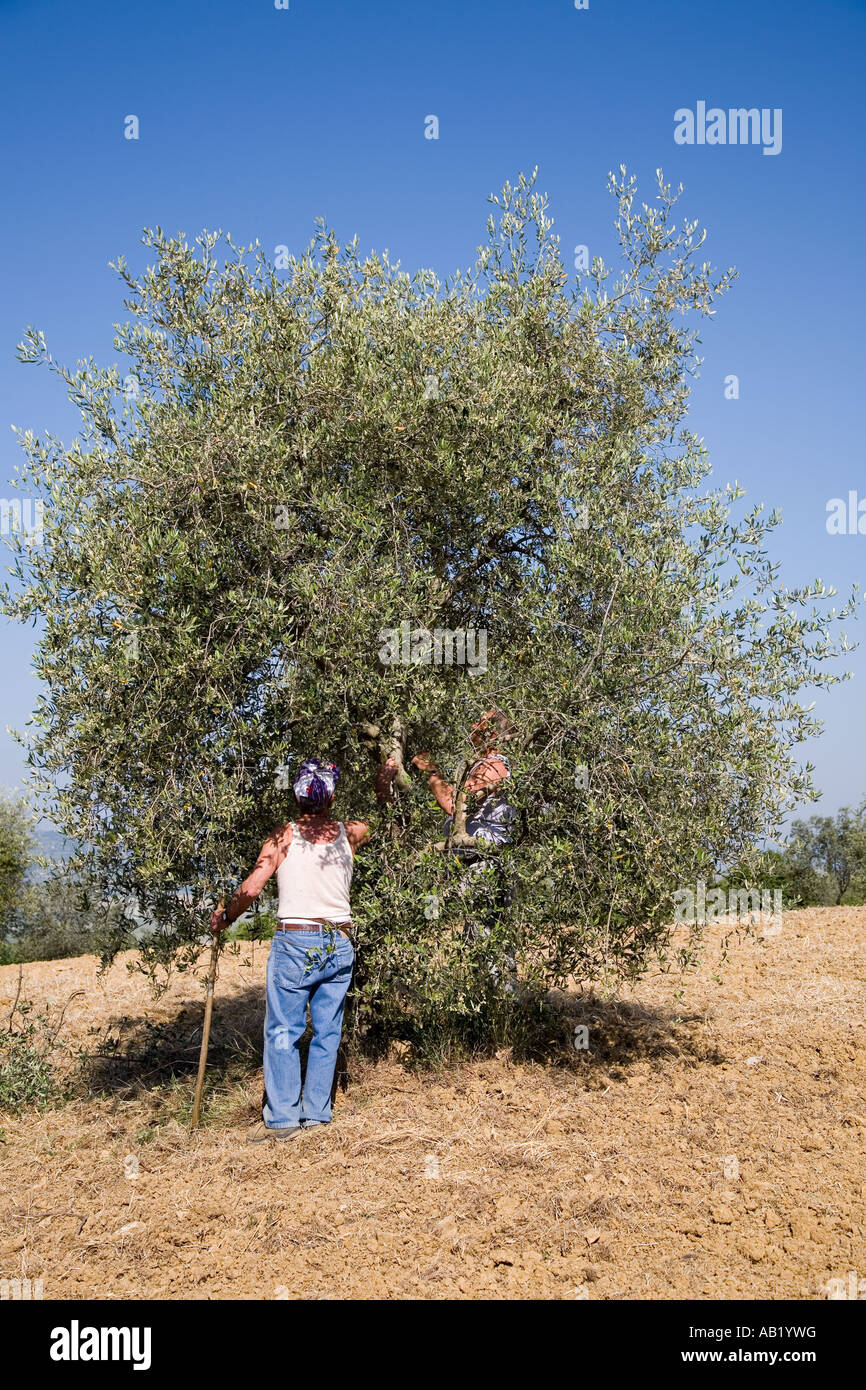 Italian farm workers. Farmer pruning Olive Trees using long tree shears ...