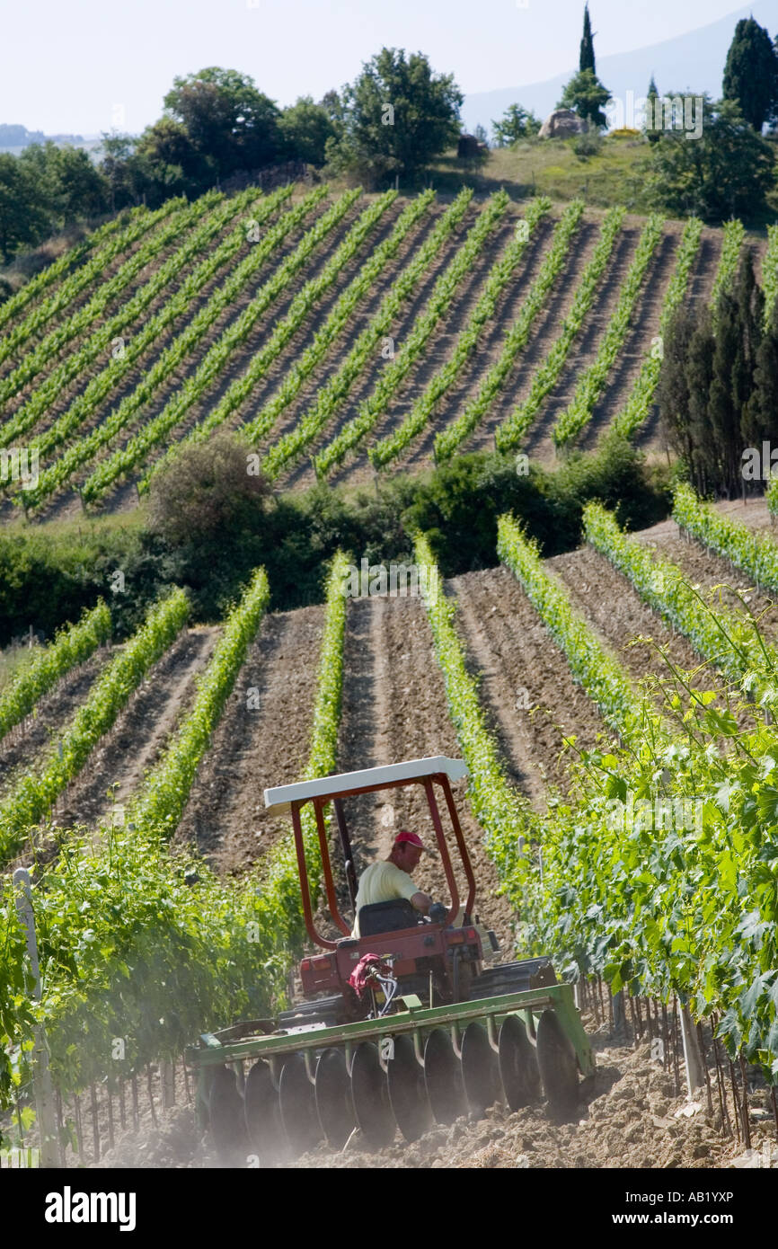Wine growing & rows of vines. Fiatagri Farm tractor working in ...