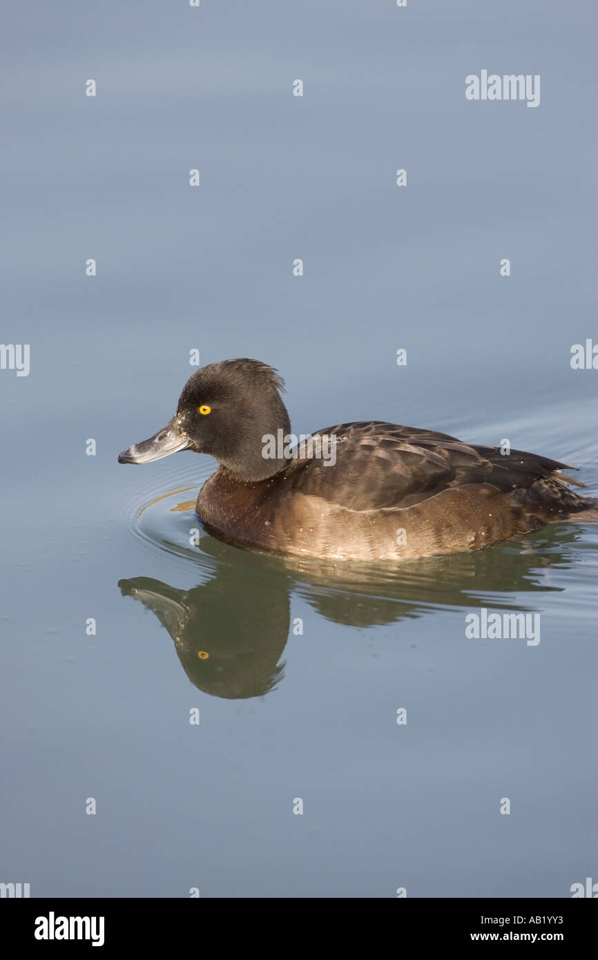 Tufted duck Aythya fuligula female Radipole Lake RSPB Reserve Weymouth ...