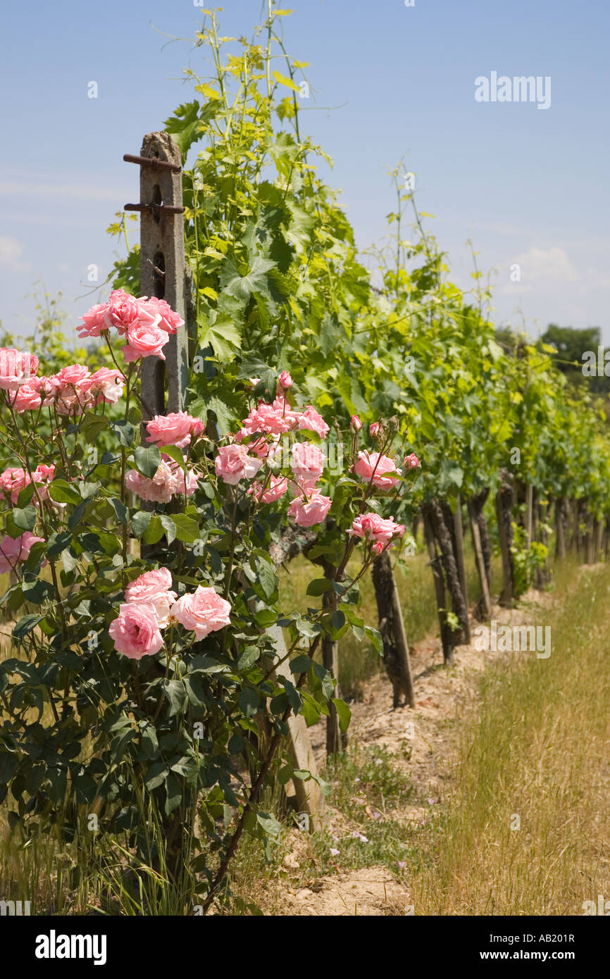 Rose powdery mildew High Resolution Stock Photography and Images - Alamy