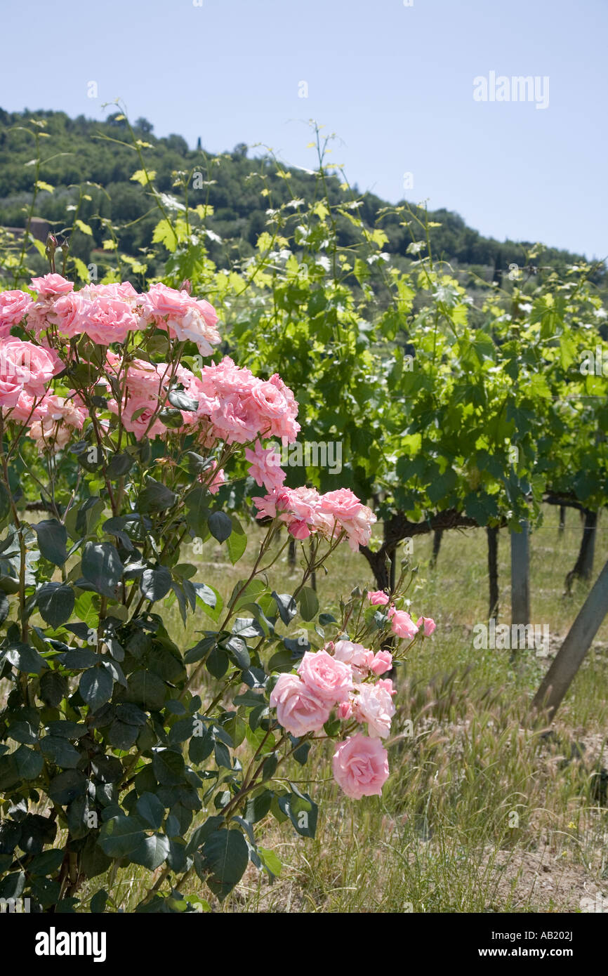 Italian wine growing & rows of Vines groves & roses, which are ...