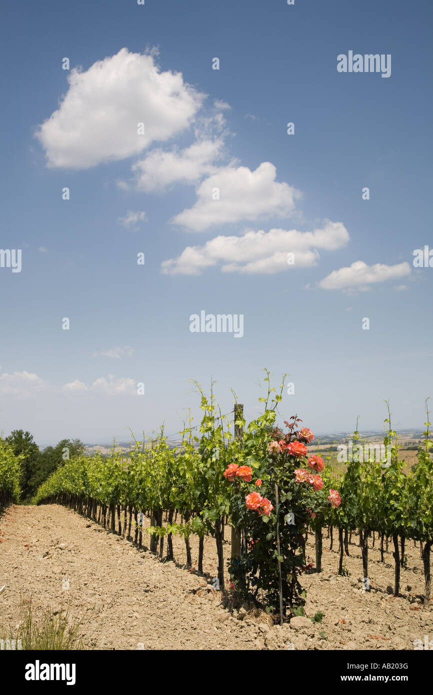 Italian wine growing & rows of Vines groves & roses, which are ...