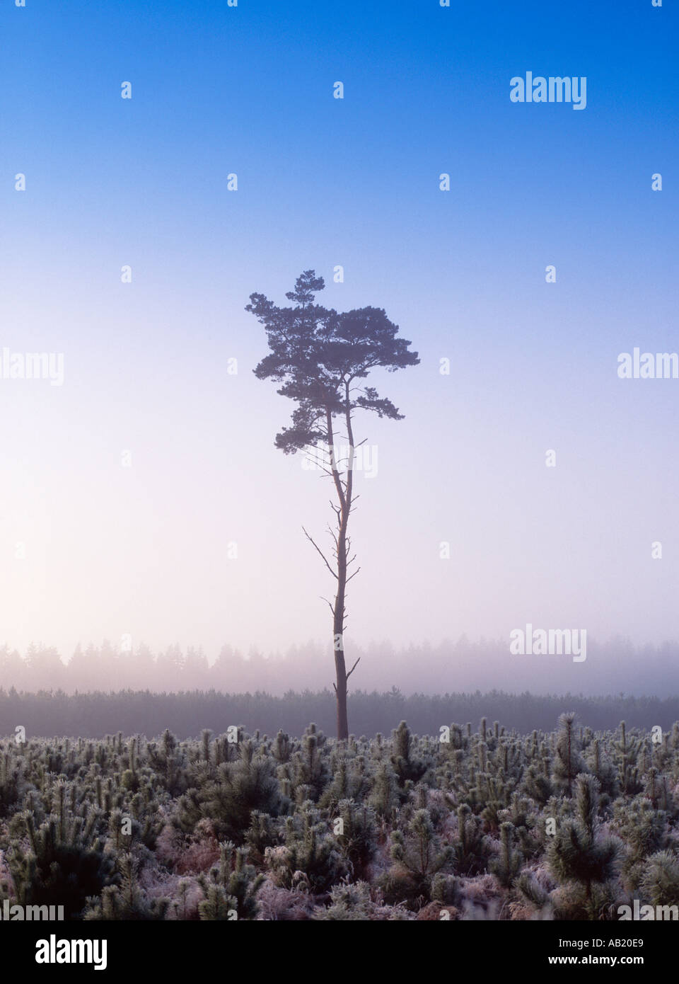 Pine tree in Thetford Forest Norfolk England UK Stock Photo - Alamy