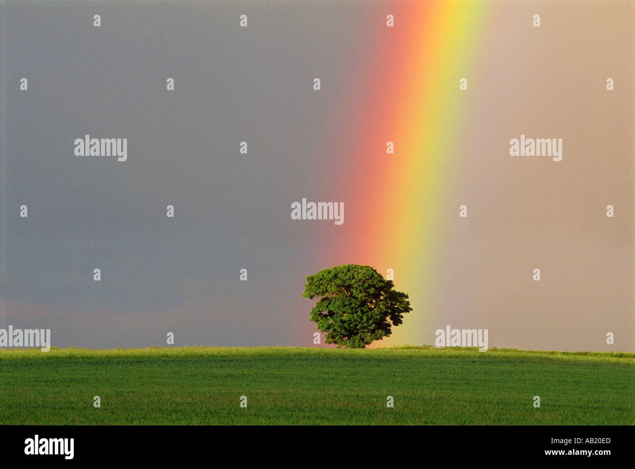 Rainbow over oak tree in hi-res stock photography and images - Alamy
