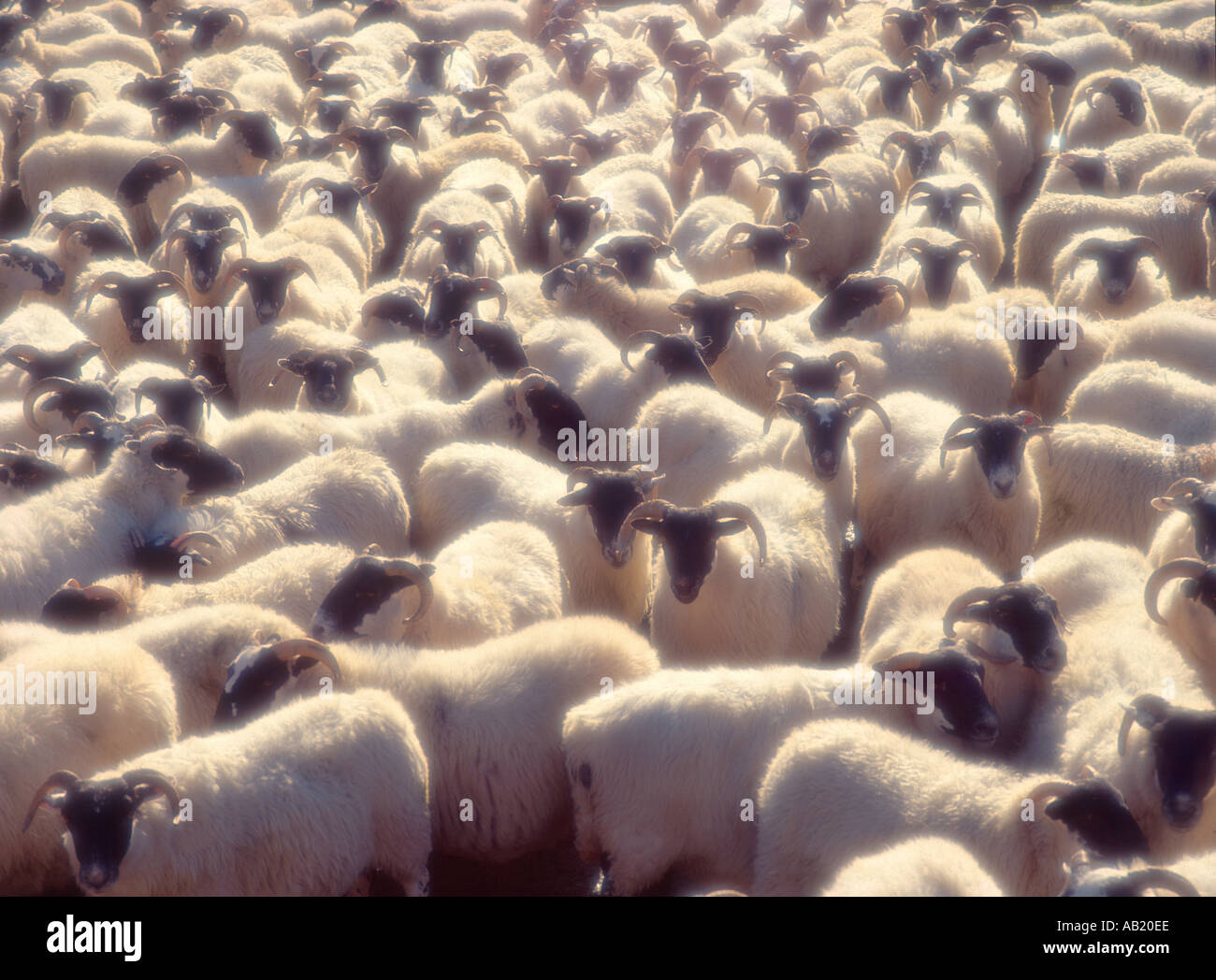 Sheep in pen in Cheviot Hills Northumberland England UK Stock Photo - Alamy