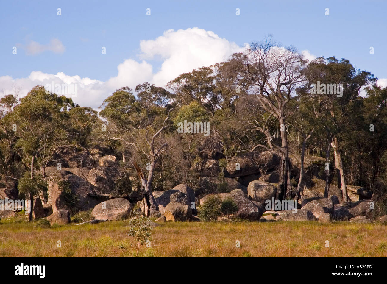 Swampy grass hi-res stock photography and images - Alamy