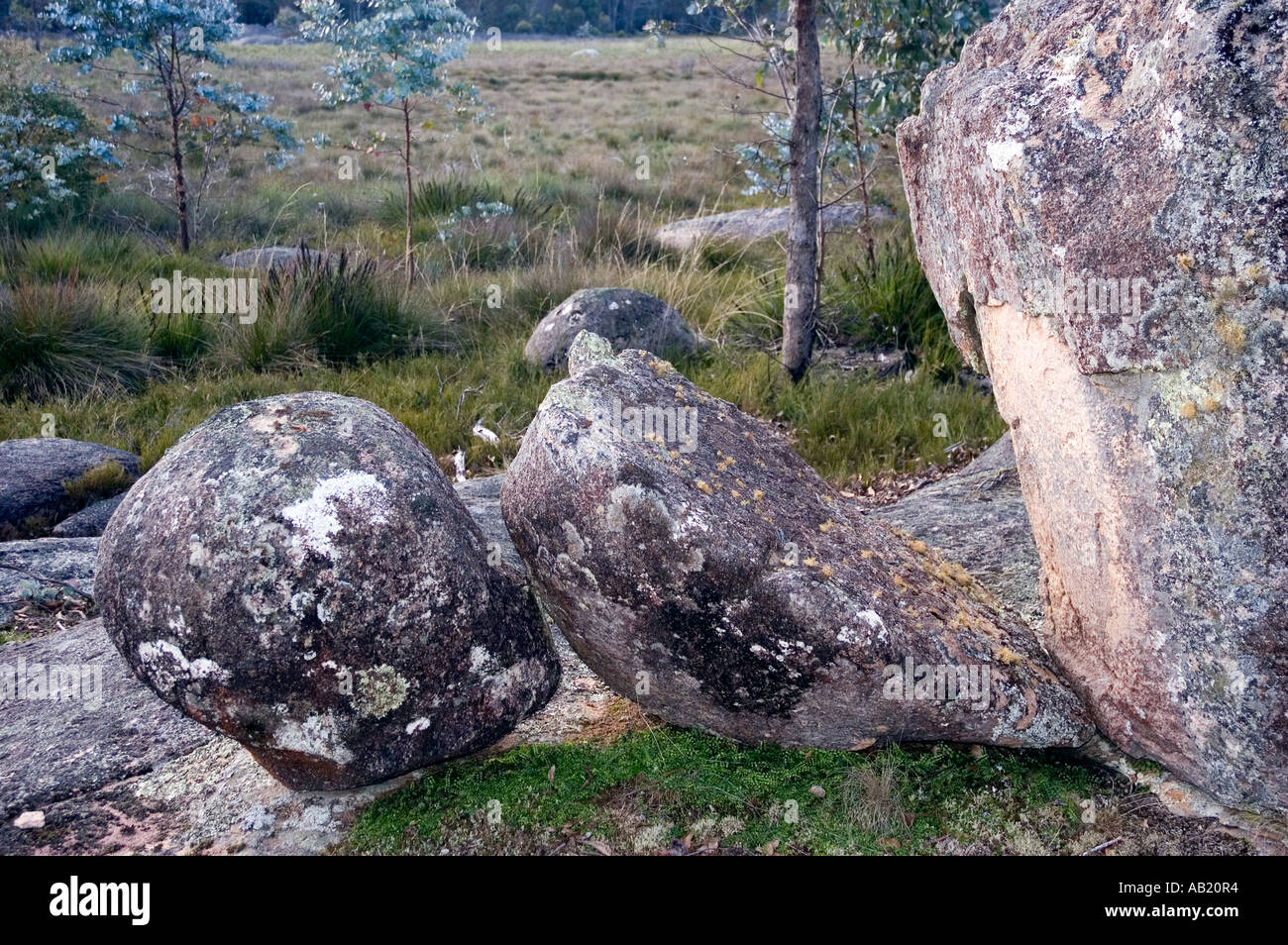 A swampy field of tussock grass and large granite boulders in northern ...
