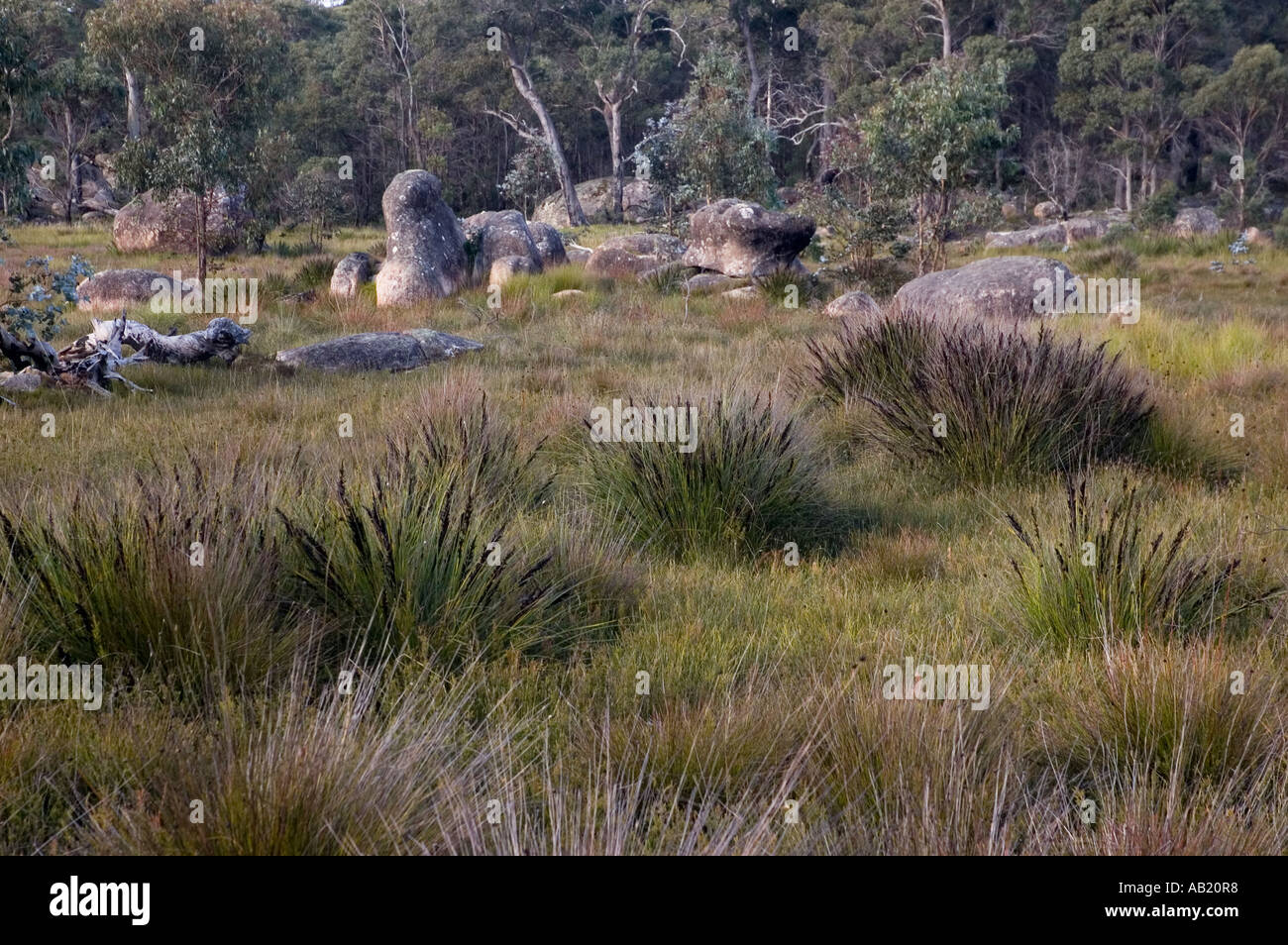 Tussock grasses hi-res stock photography and images - Alamy
