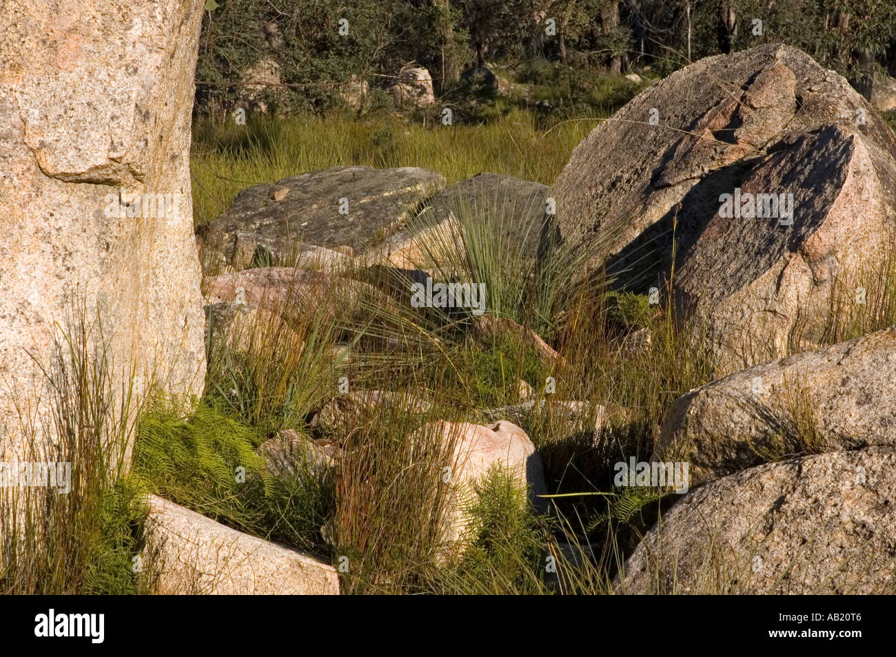 A split granite boulder with a rush grass growing in the crack ...