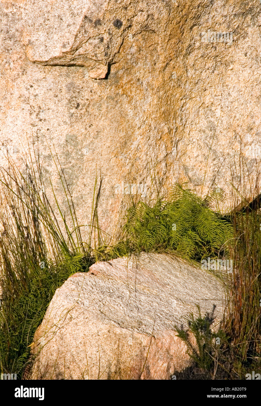 A split granite boulder with a rush grass growing in the crack ...
