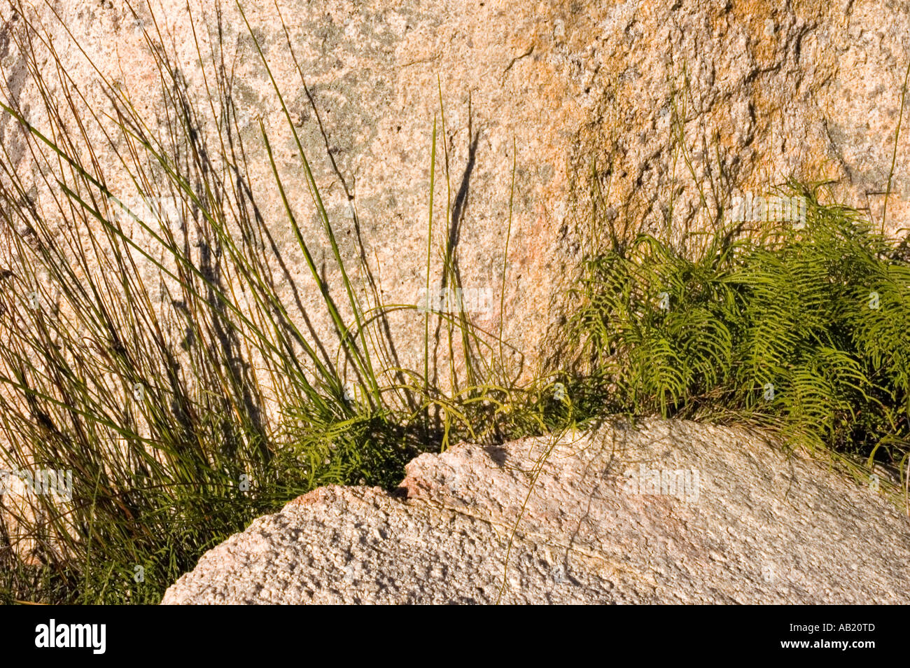 A split granite boulder with a rush grass growing in the crack ...