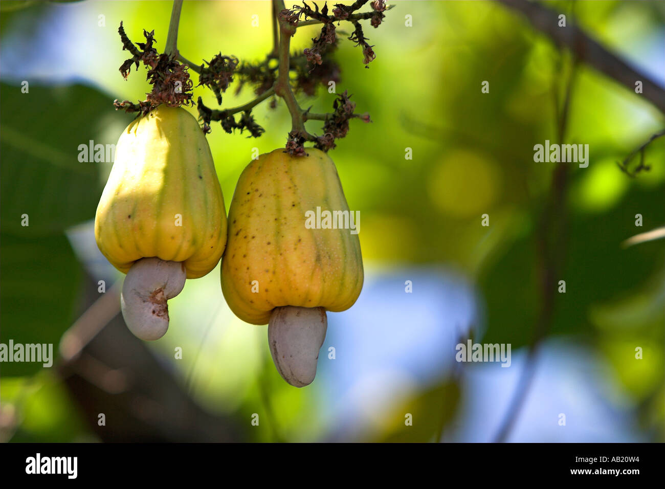 Cashew Nut Growing Areas In India at Sabrina Swensen blog