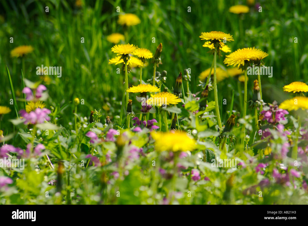 Dandelion and stinging nettle hi-res stock photography and images - Alamy