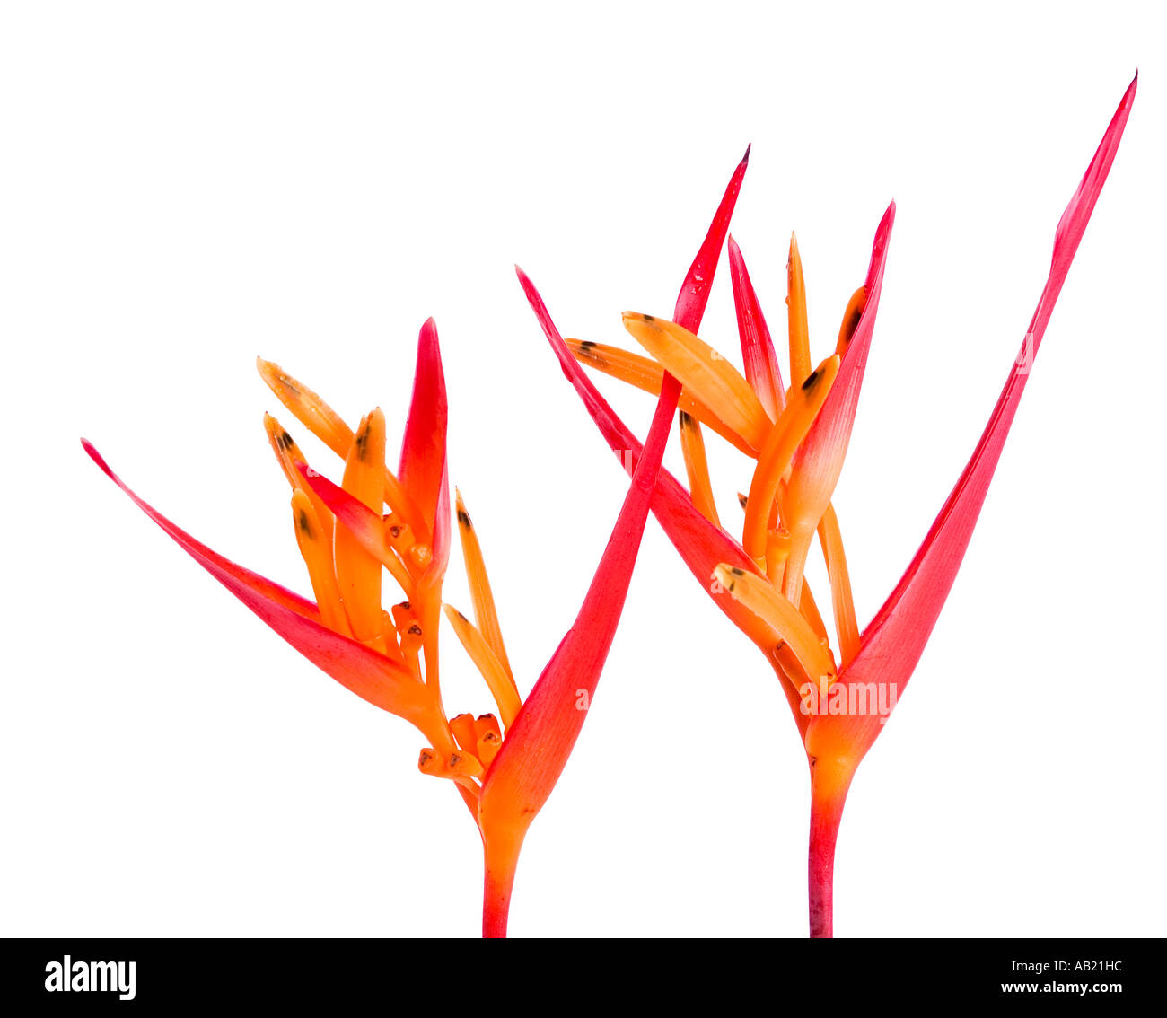 Stock photograph of two red heliconia flowers. DSC 9293 Stock Photo - Alamy