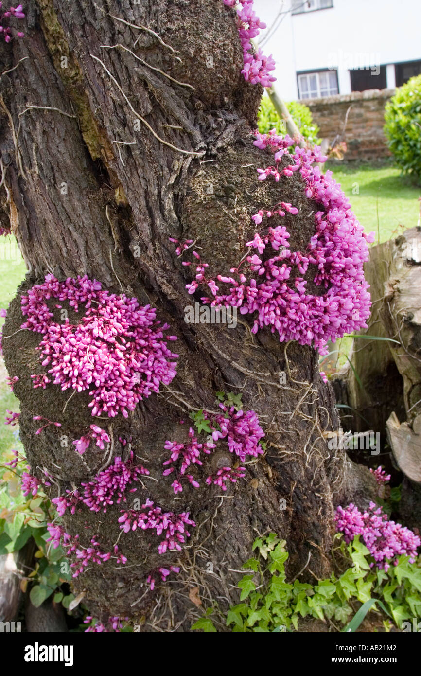 Flowering tree trunk Stock Photo - Alamy