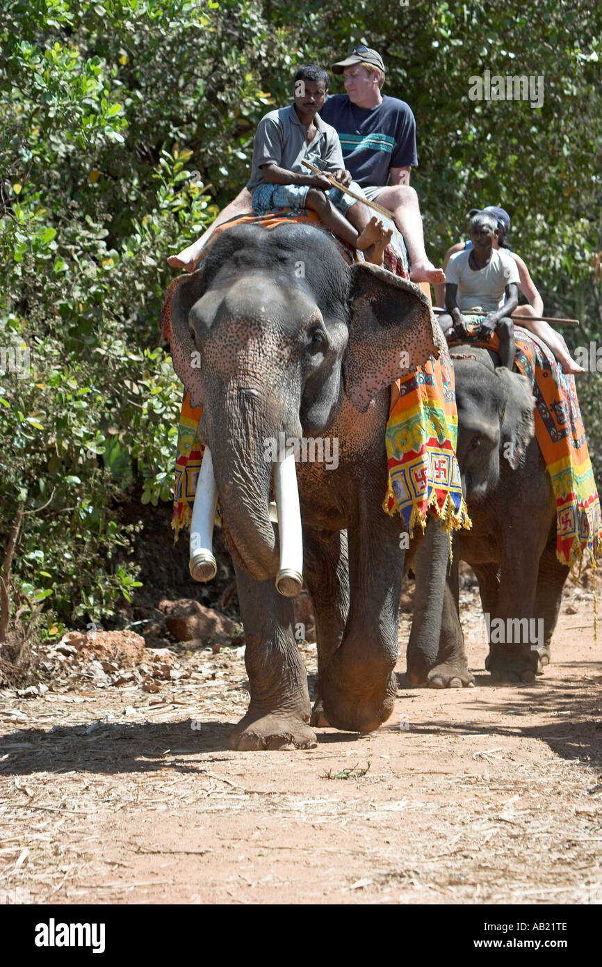 Indian elephants with riders hi-res stock photography and images - Alamy