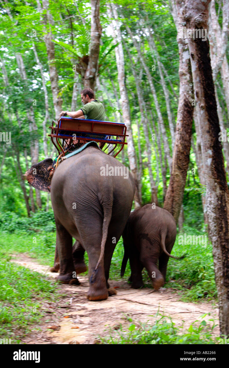 Elephant trekking in Thailand model release 229 Stock Photo - Alamy