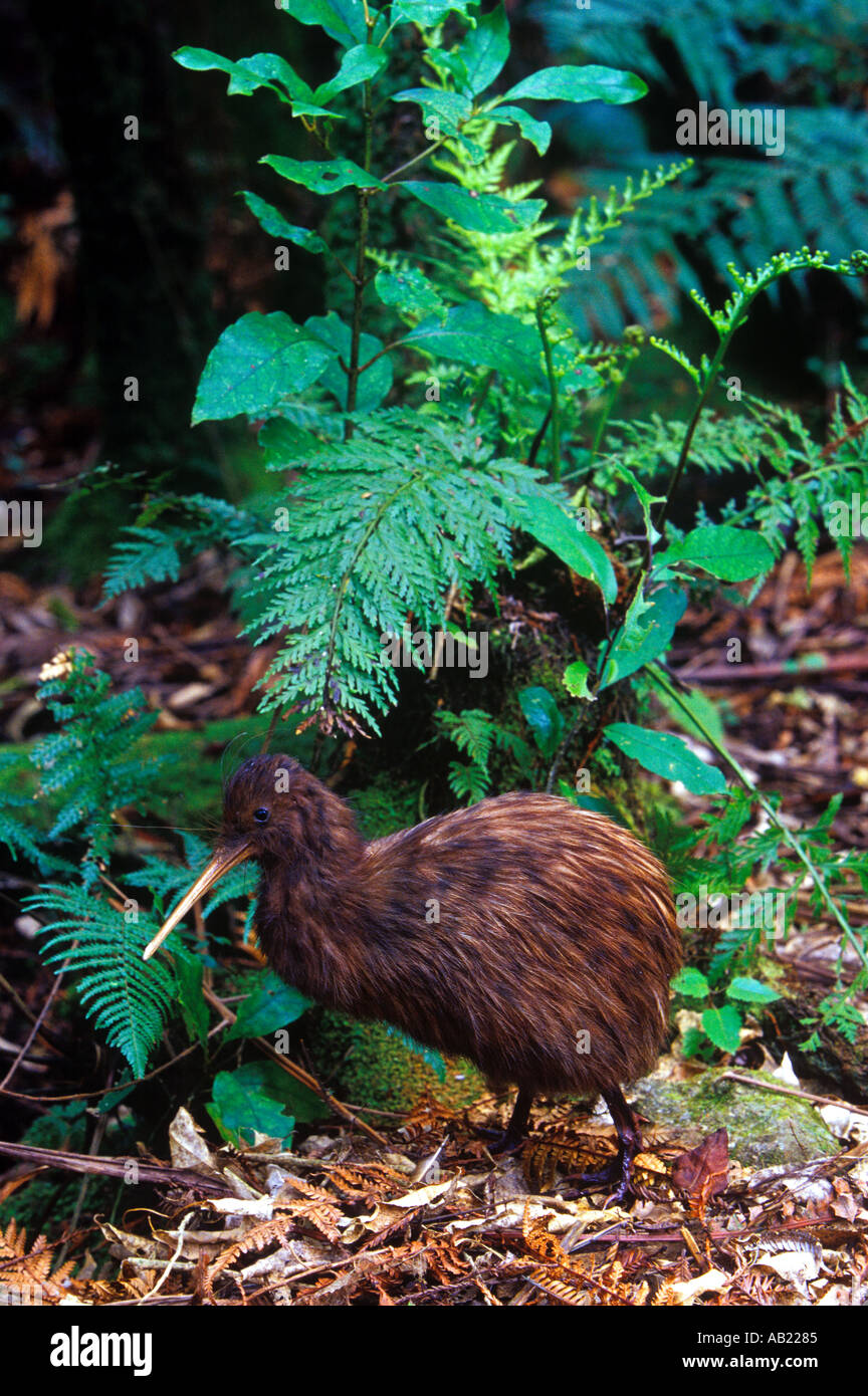 Kiwi flightless native bird of New Zealand Stock Photo - Alamy