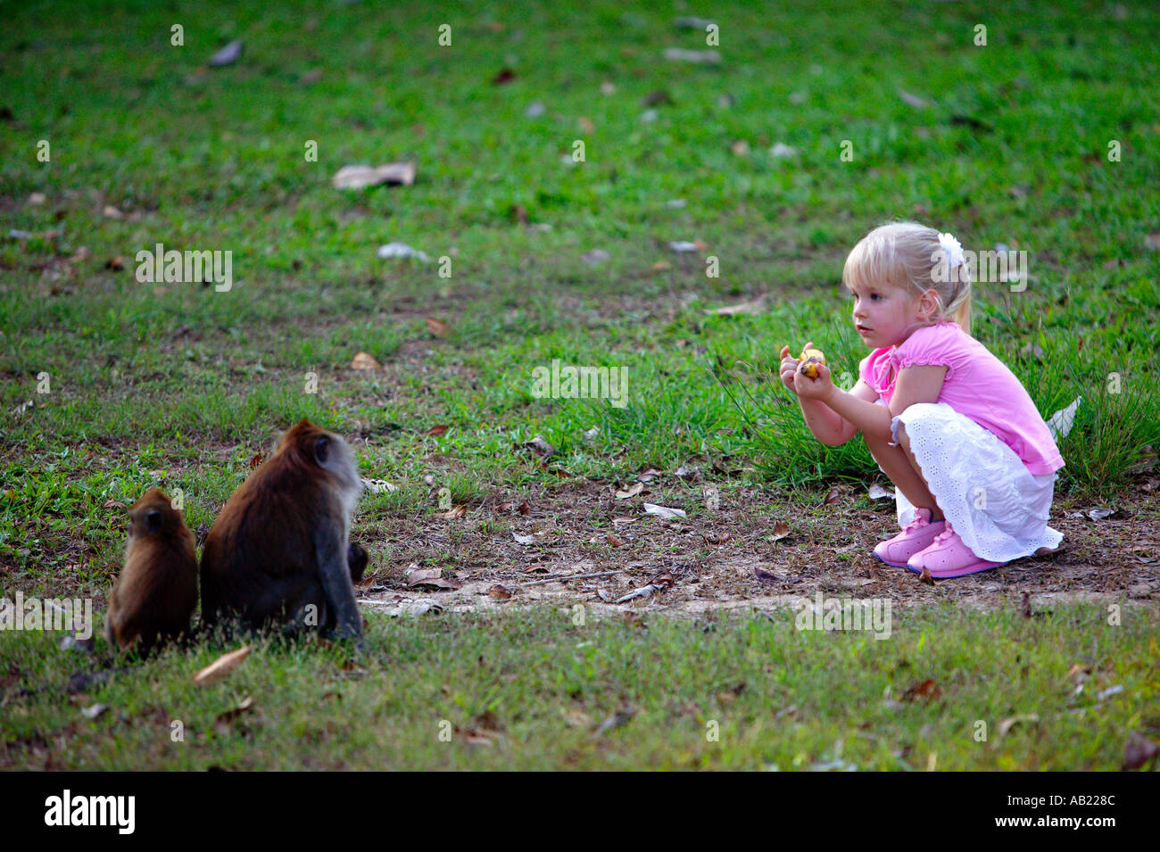 Monkeys langkawi malaysia hi-res stock photography and images - Alamy