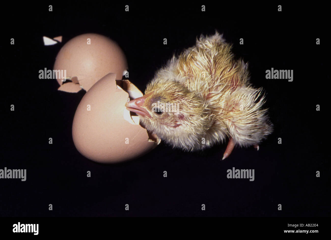 Chick just hatched from egg Stock Photo - Alamy
