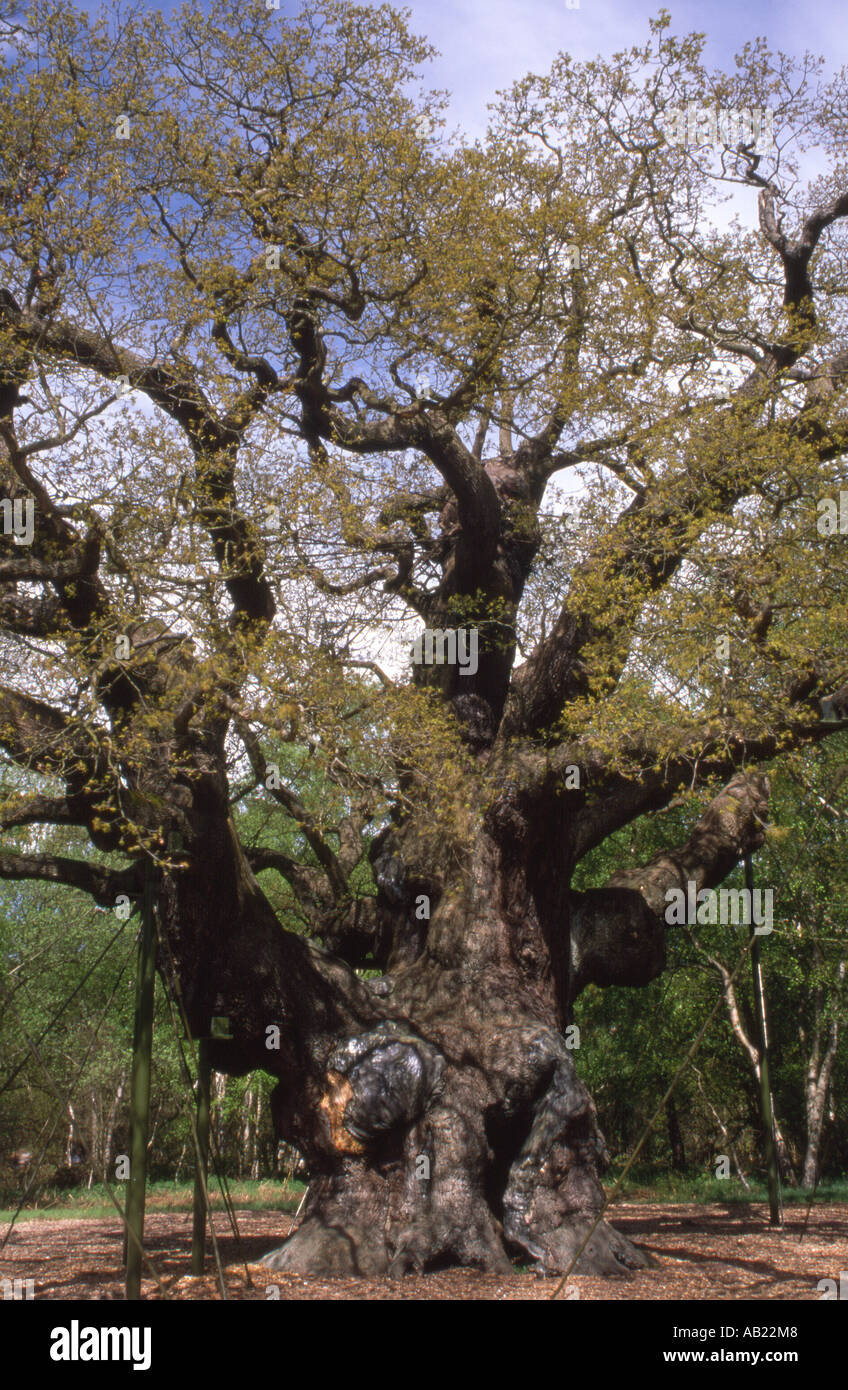 Major oak sherwood forest hi-res stock photography and images - Alamy