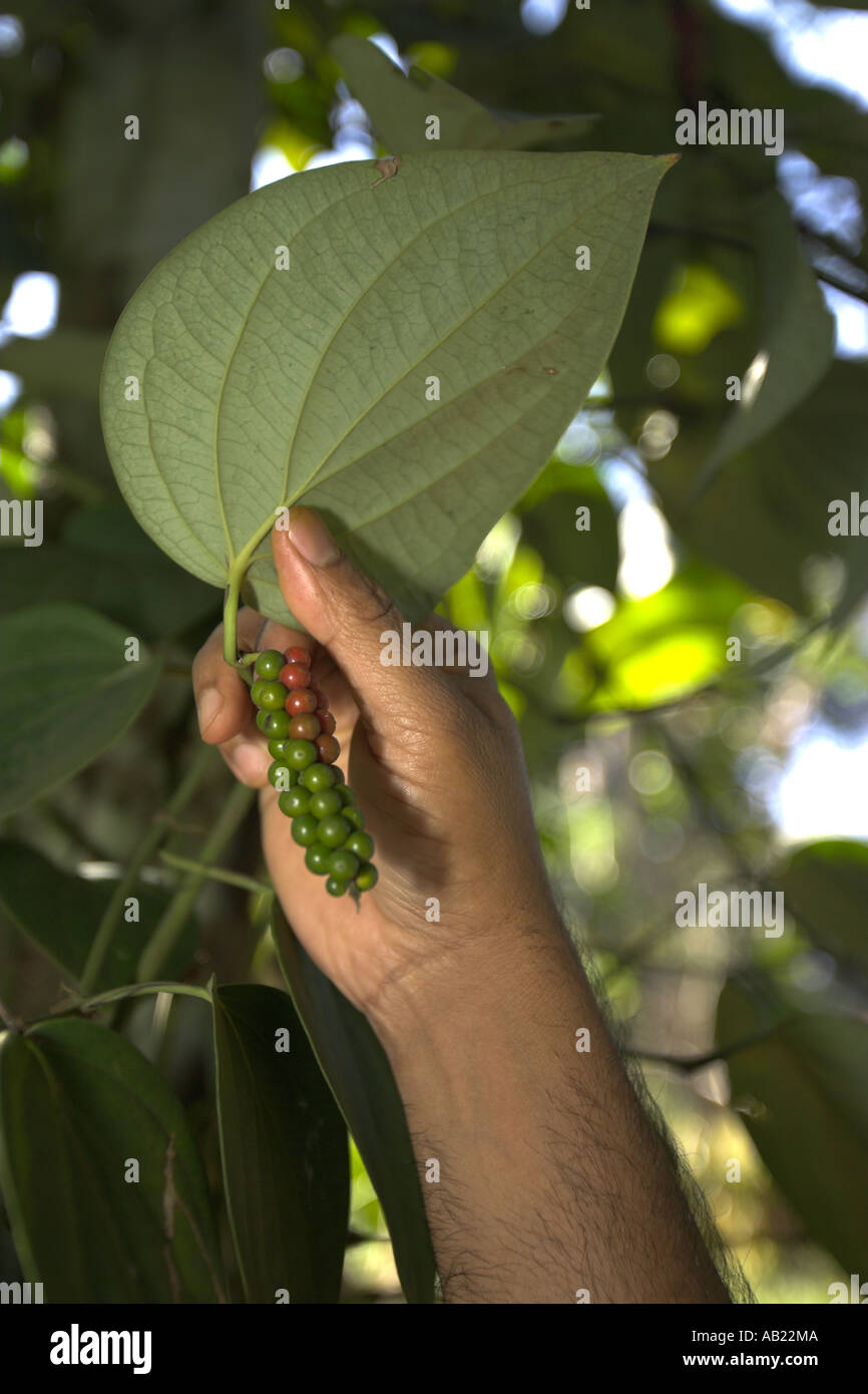 Peppercorns growing on the stem of climbing plant used to make both ...