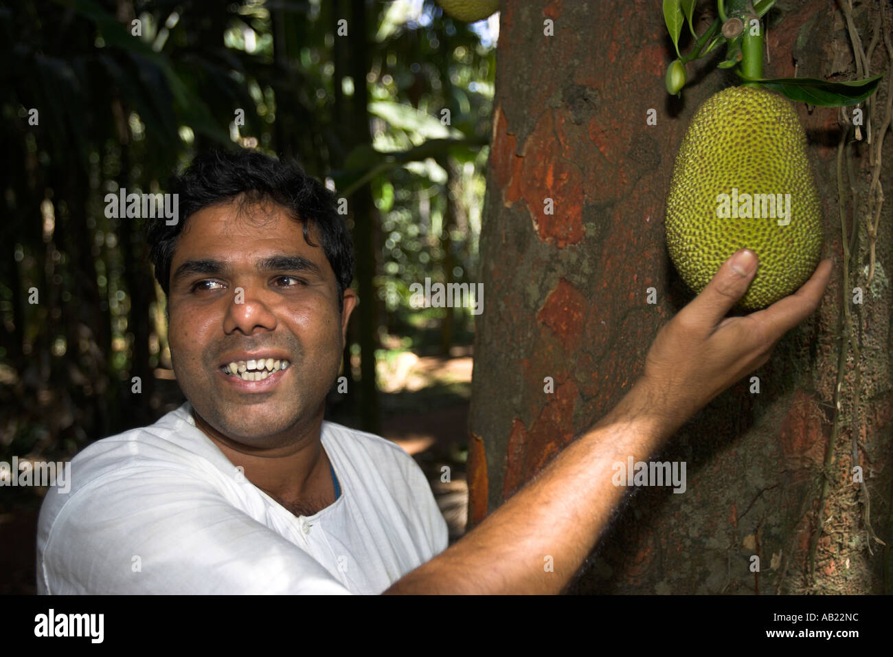 Jackfruit relative of breadfruit produces bland sweet fleshy yellowish ...