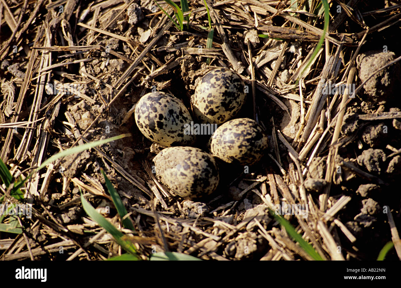 Red- Wattled lapwing Eggs in Kanha, Madhya Pradesh, India Stock Photo ...