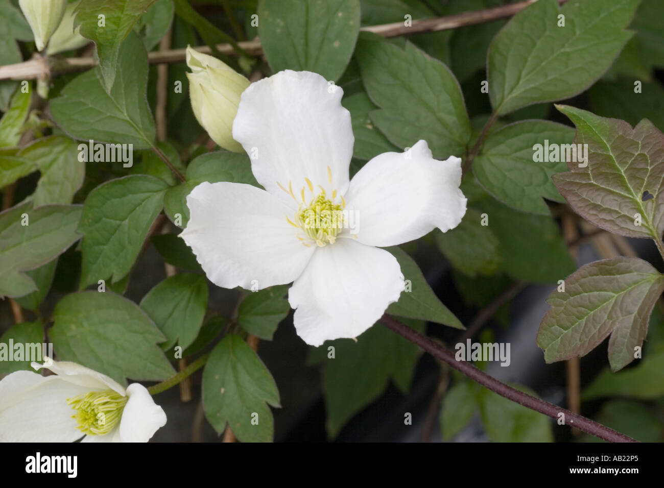 White clematis montana flower Stock Photo - Alamy