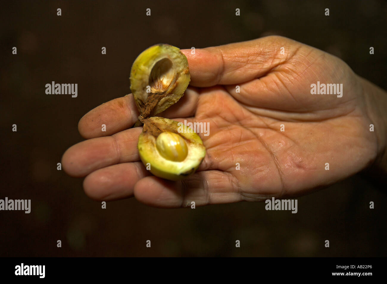 Fruit used to produce the spice mace contains nutmeg kernel Sahakari ...