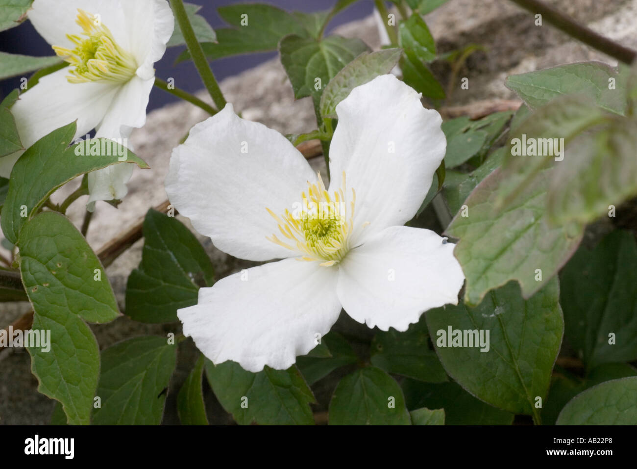 White clematis montana flower Stock Photo - Alamy