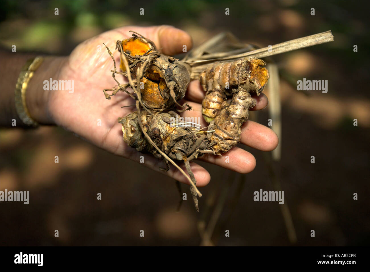 Root cluster of turmeric plant used to make spice and yellow dye ...