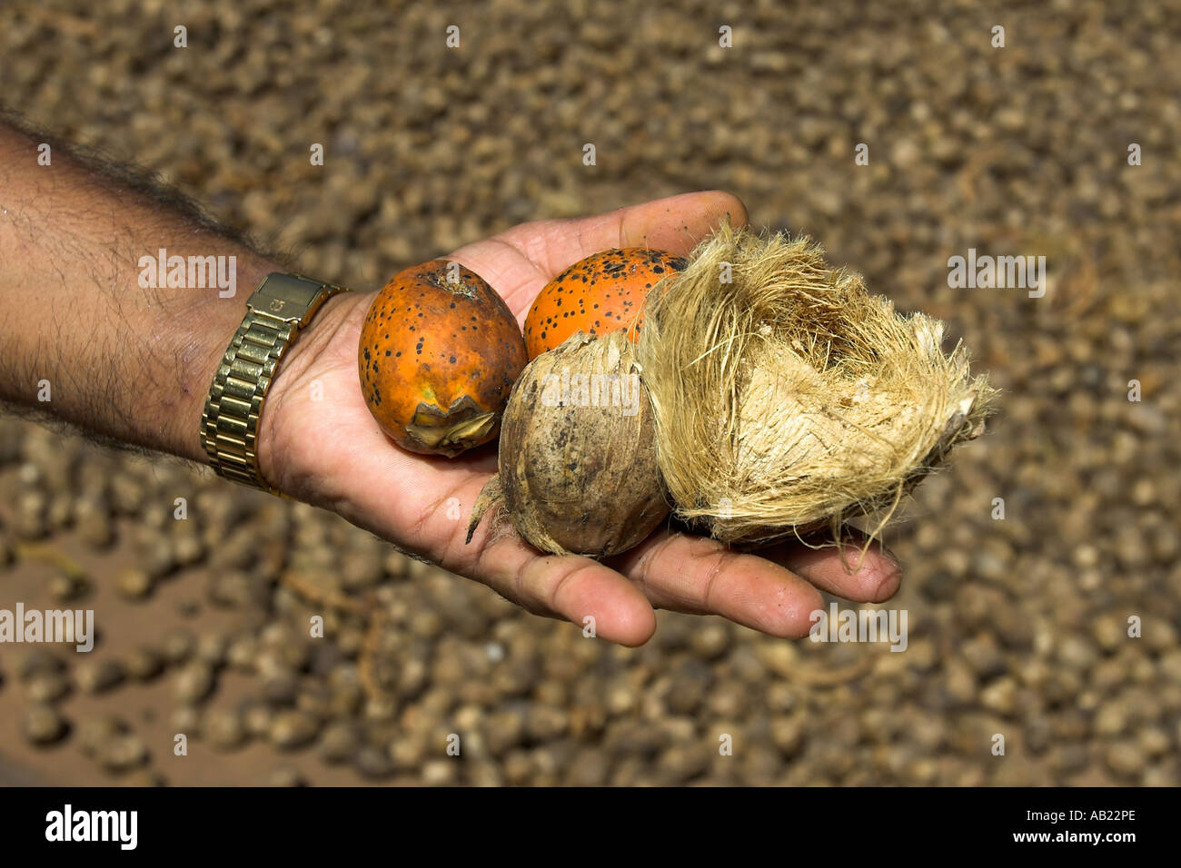 Betel nut from the area palm mixed with lime and betel pepper is a mild ...